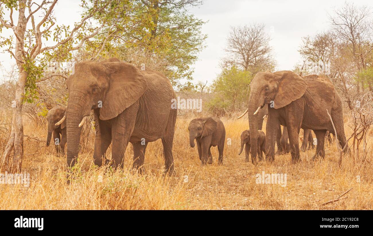 A breeding herd of female elephants with their young in the Kruger ...