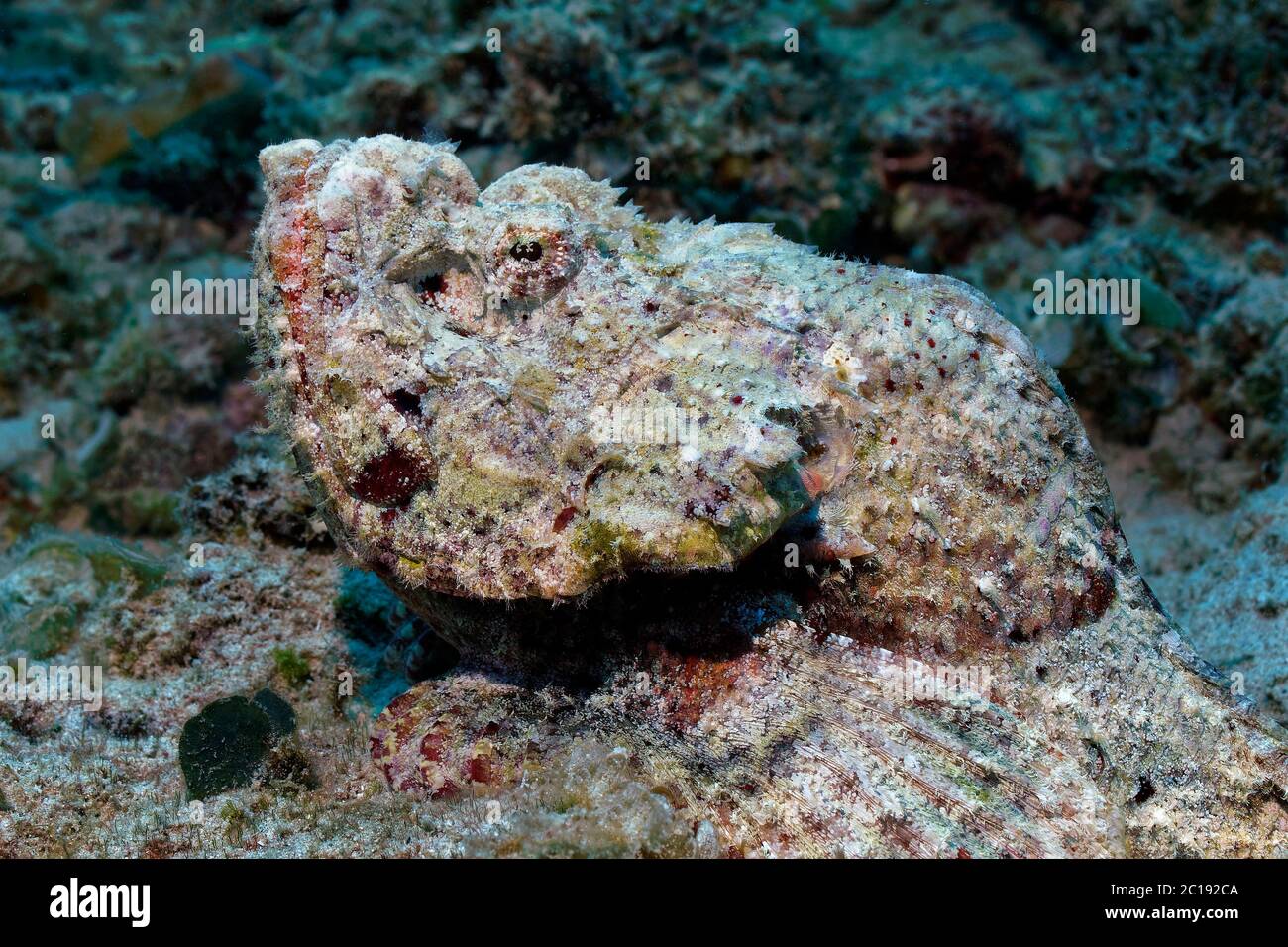 False stonefish (devil scorpionfish) - Scorpaenopsis diabolus Stock ...