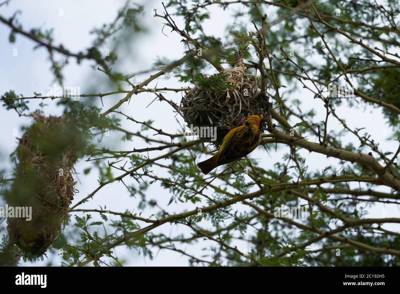 Tanzanian masked weaver Ploceus, reichardi Tanganyika Ploceidae nest ...