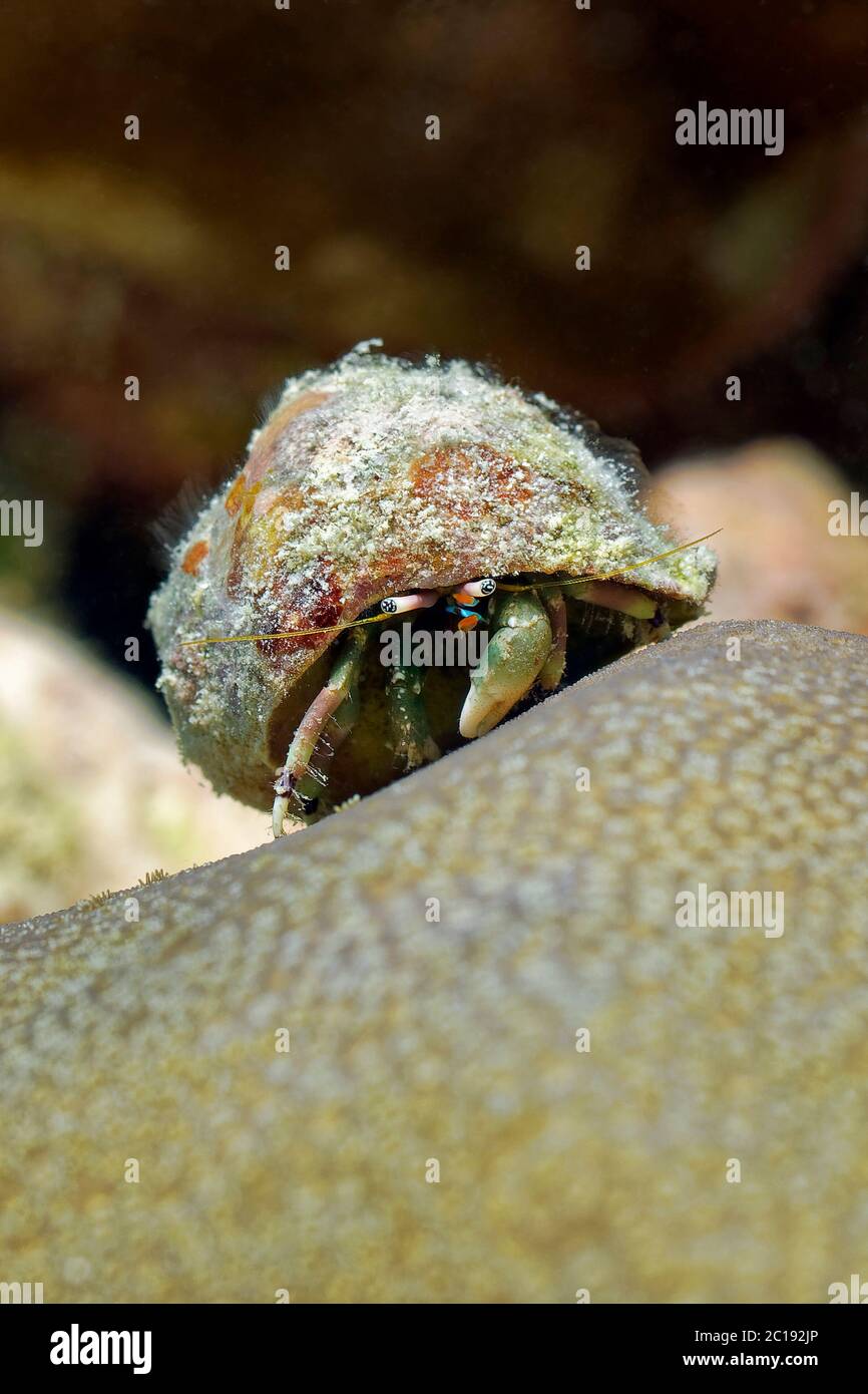 Friendly hermit hi-res stock photography and images - Alamy