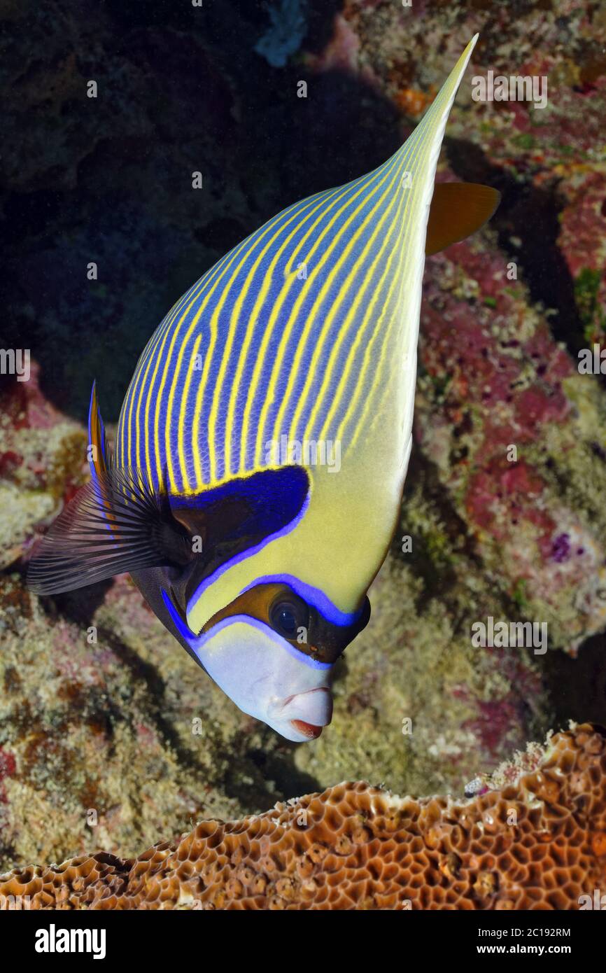 Emperor angelfish - Pomacanthus imperator Stock Photo - Alamy