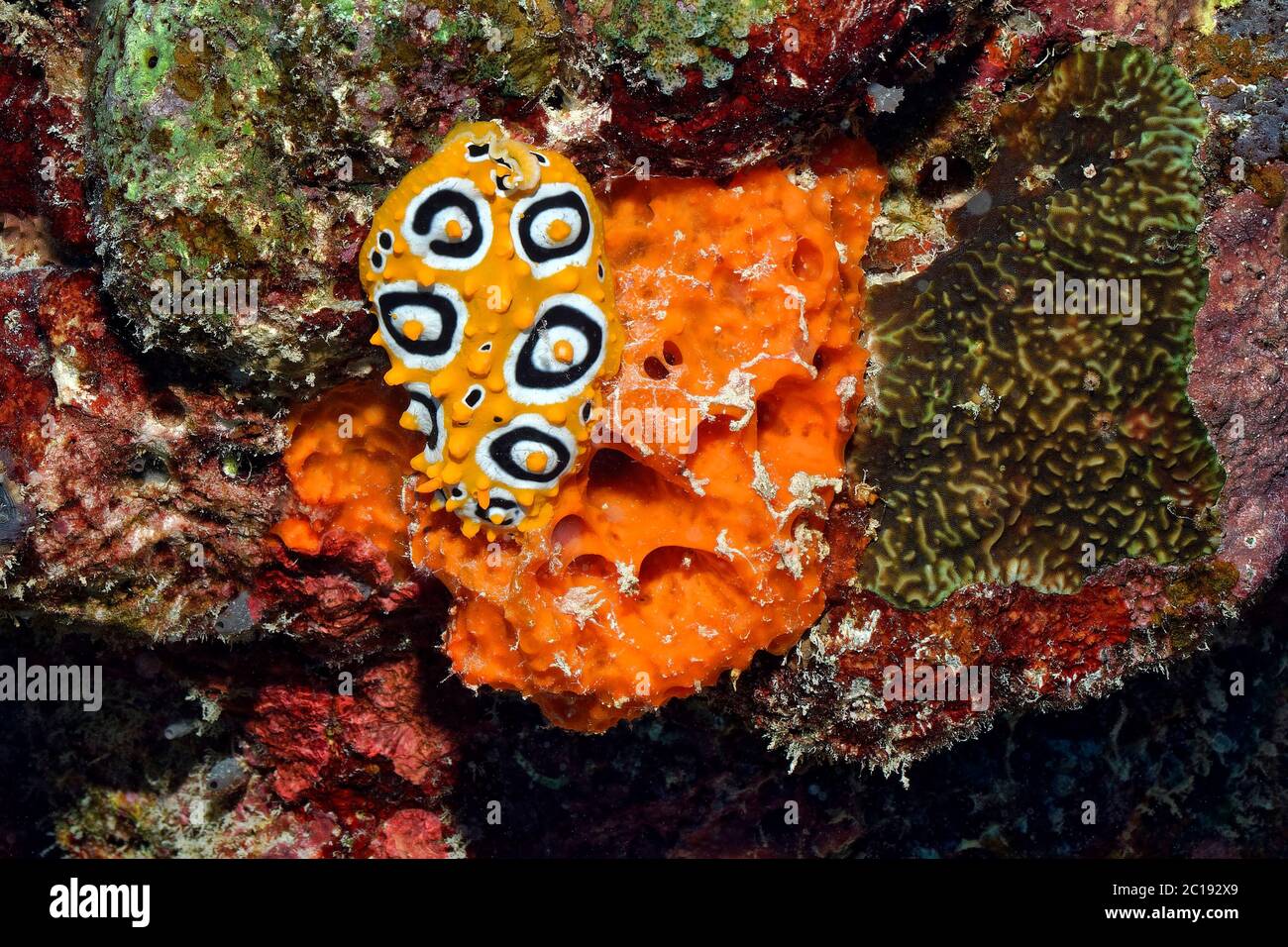 Ocellate Phyllidia - Phyllidia ocellata Stock Photo - Alamy