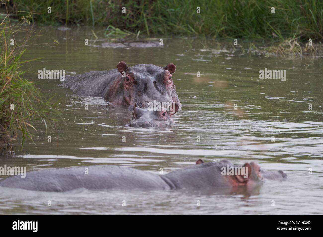 Hippo Hippopotamus amphibious Africa Safari Portrait Water Out open ...