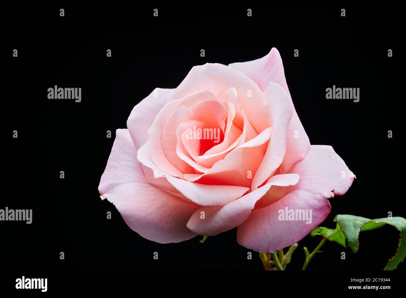 A solitary pink rose bloom Stock Photo - Alamy