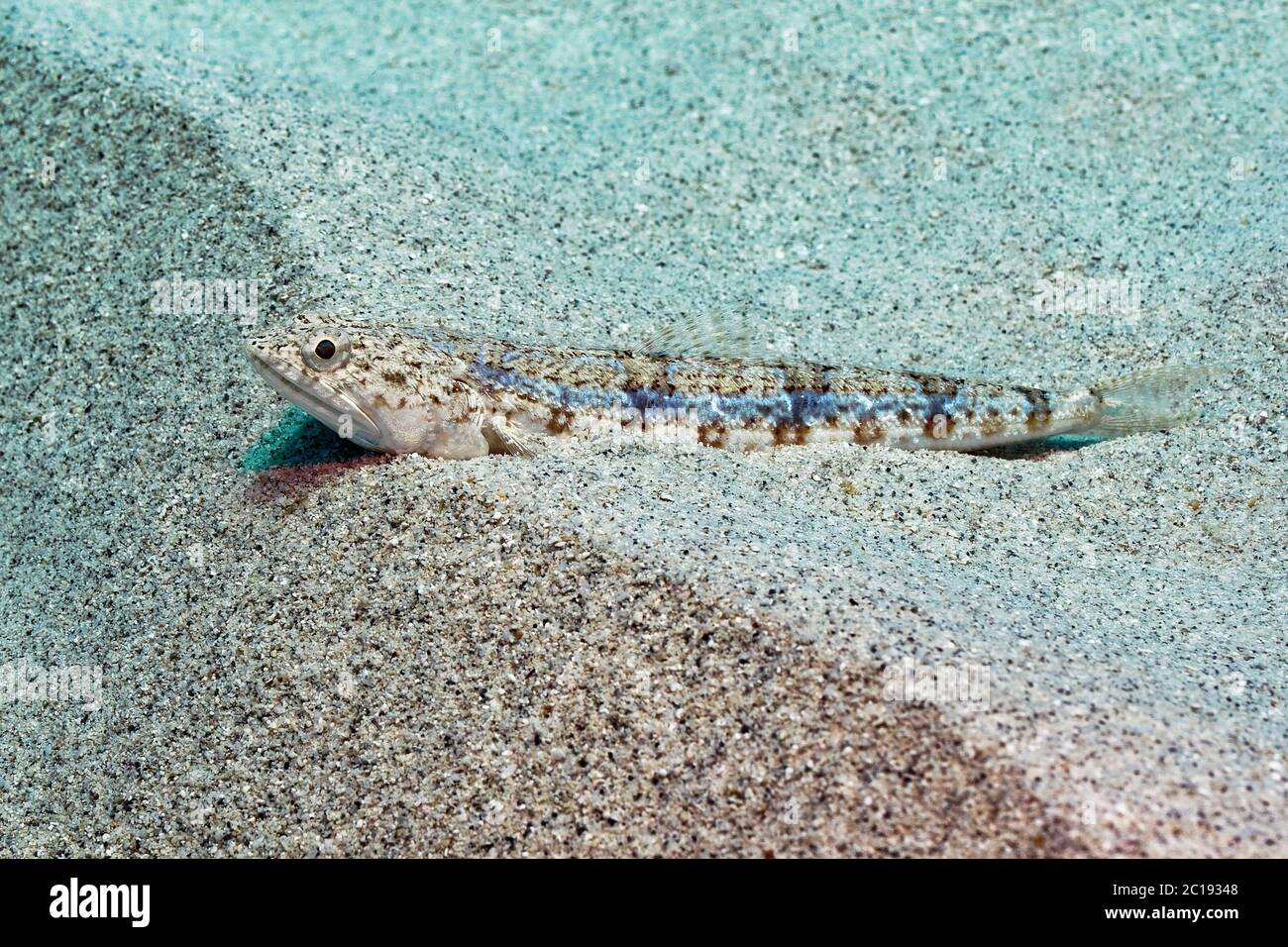 Sand lizardfish - Synodus dermatogenys Stock Photo - Alamy