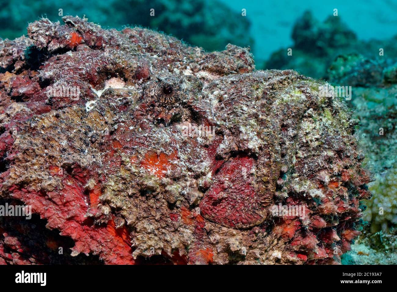 Reef stonefish hi-res stock photography and images - Alamy