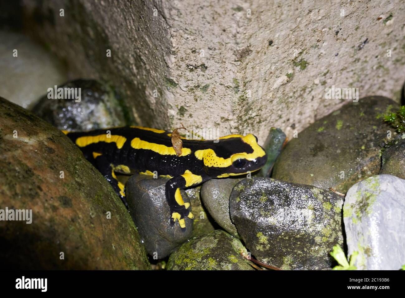 Fire salamander Salamandra salamandra Portrait Night Amphibian Stock ...