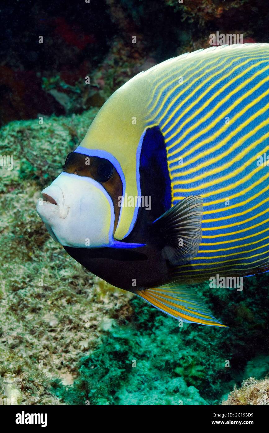 Emperor angelfish - Pomacanthus imperator Stock Photo - Alamy