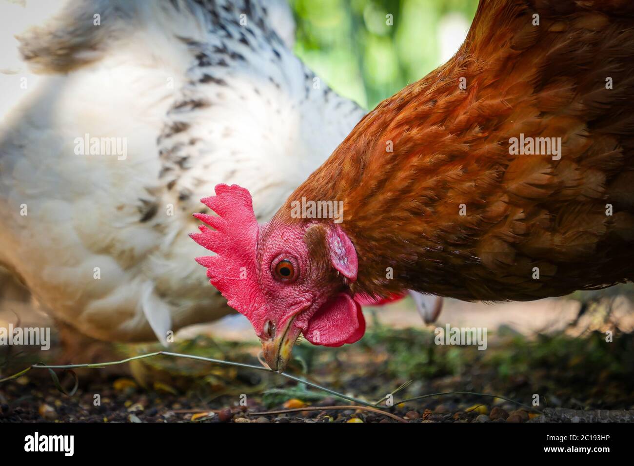 Rooster High Resolution Stock Photography and Images - Alamy