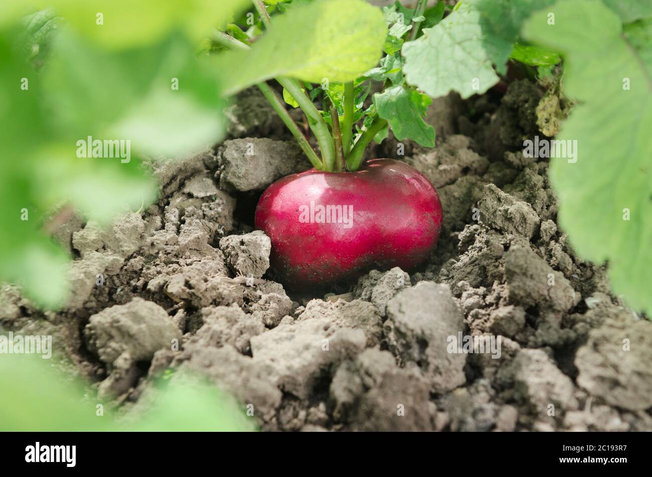 Red soil background light hi-res stock photography and images - Alamy
