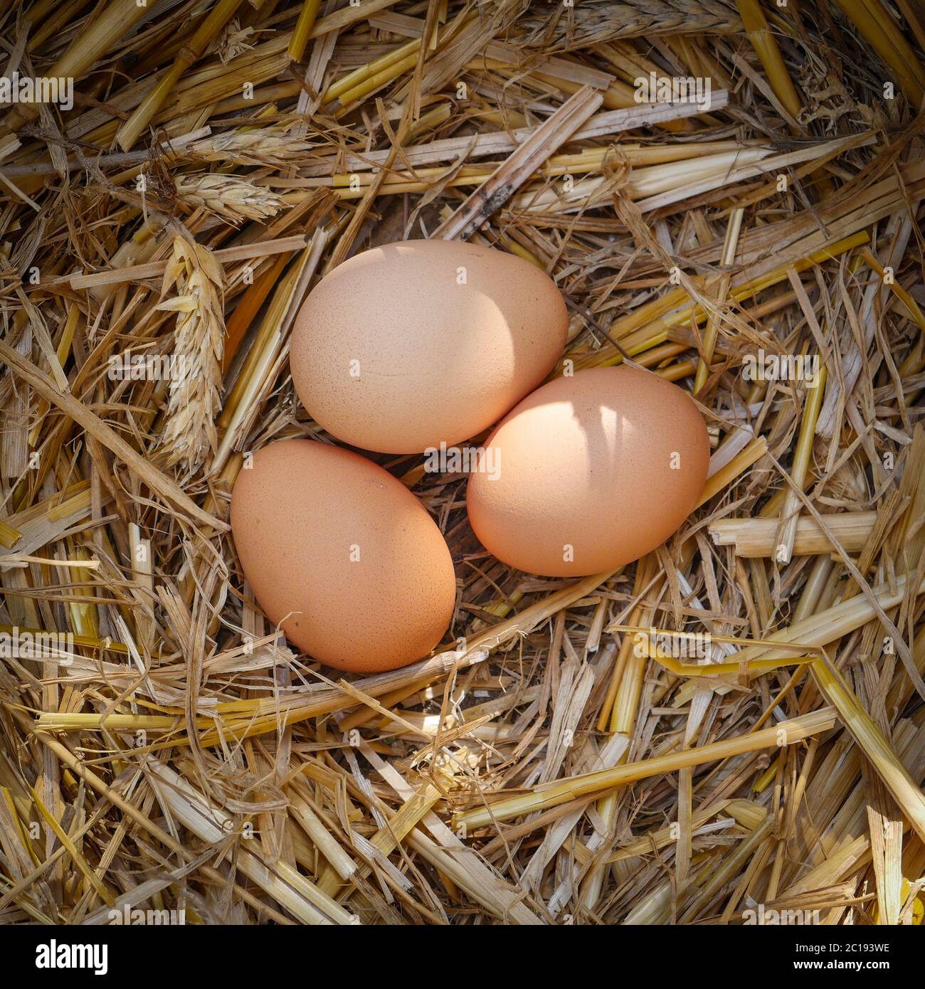 Fresh chicken eggs in hay Stock Photo - Alamy