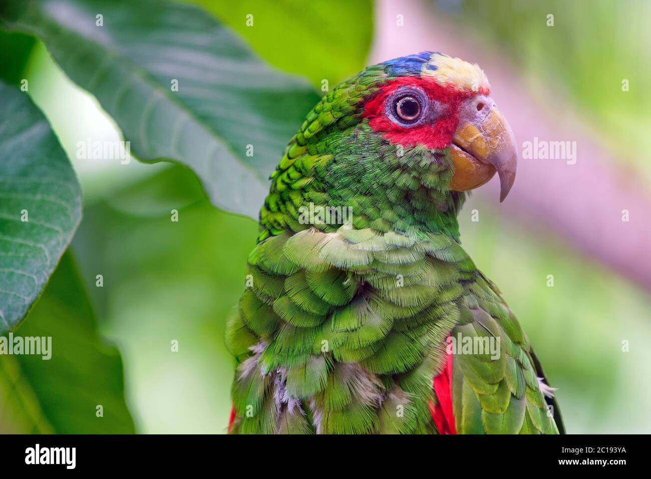 White-fronted amazon / White-fronted parrot - Amazona albifrons Stock ...