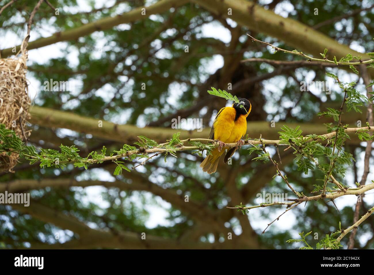 Tanzanian masked weaver Ploceus, reichardi Tanganyika Ploceidae nest ...