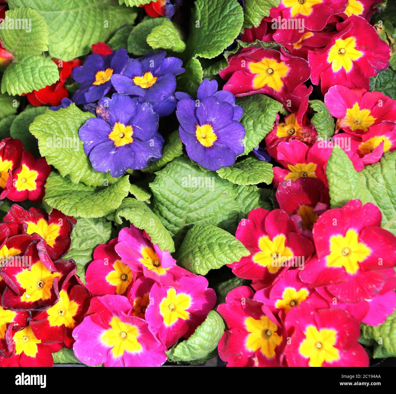 Violet (Viola) flowers of red, blue and purple colors Stock Photo - Alamy