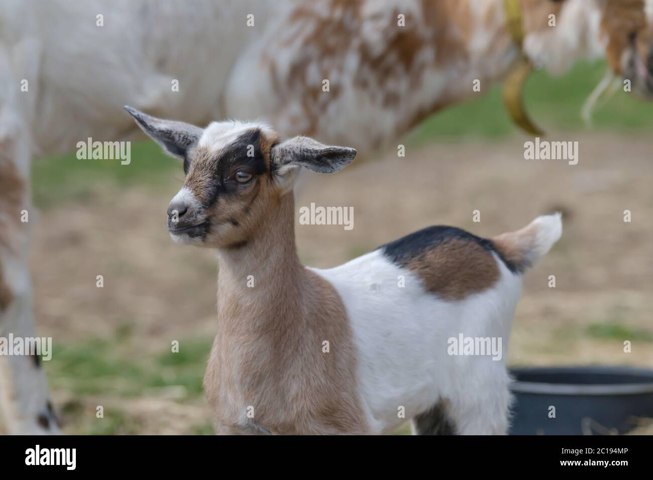 One brown, white baby goat kid, standing on the spring grass, part of ...