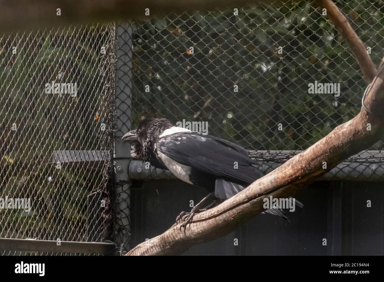 Pied Crow, Corvus albus, standing on a branch. Side view of adult bird ...