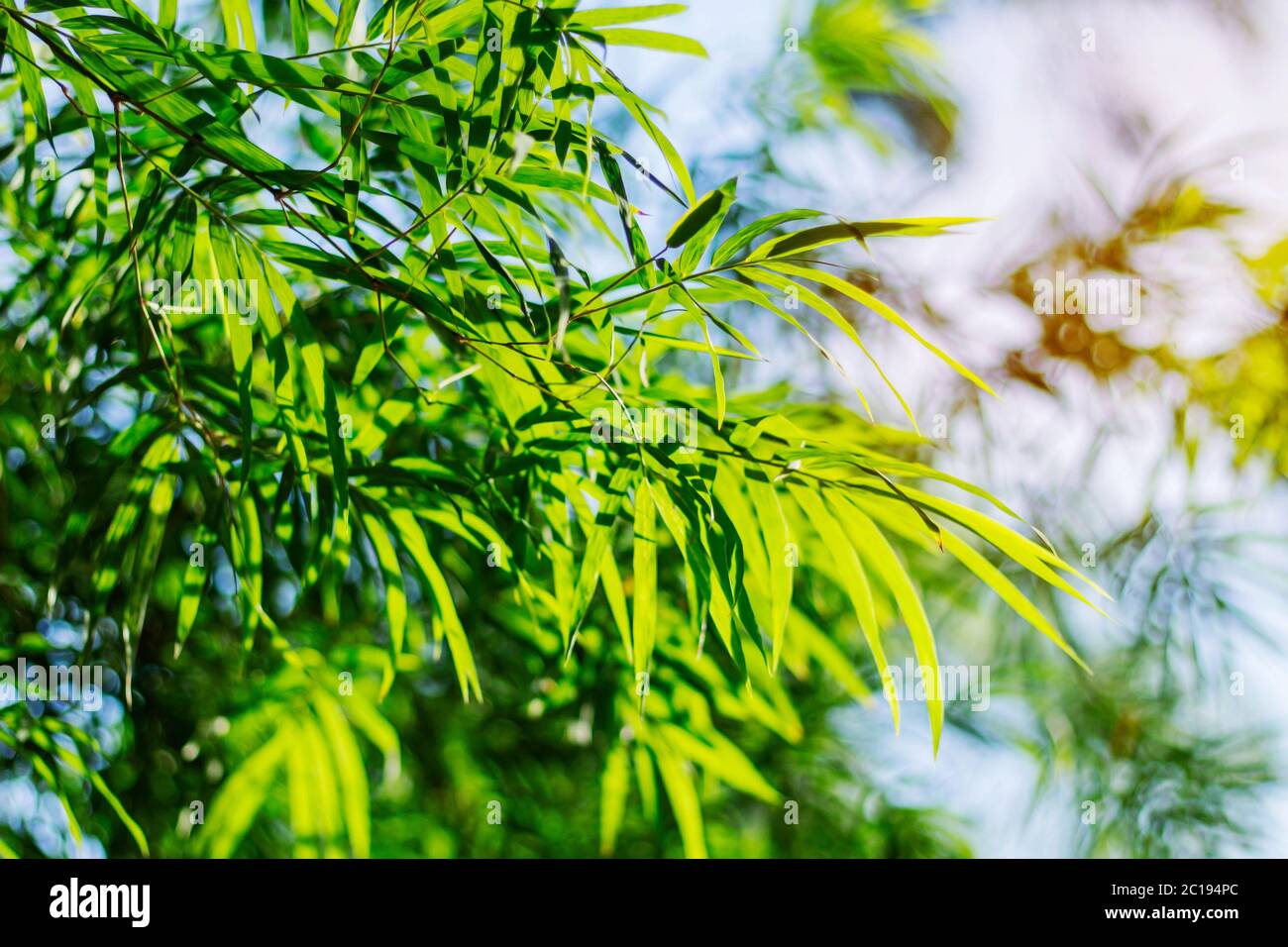 Tropical bamboo leaves hi-res stock photography and images - Alamy
