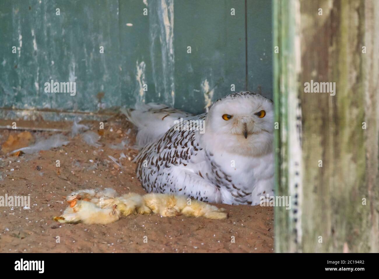 Snowy owl eating hi-res stock photography and images - Alamy