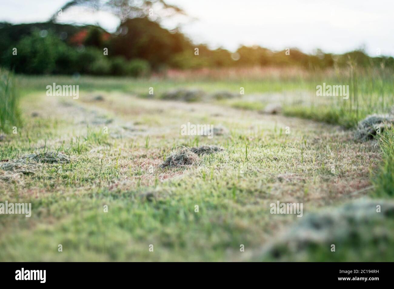 Lawn sky cut hi-res stock photography and images - Alamy