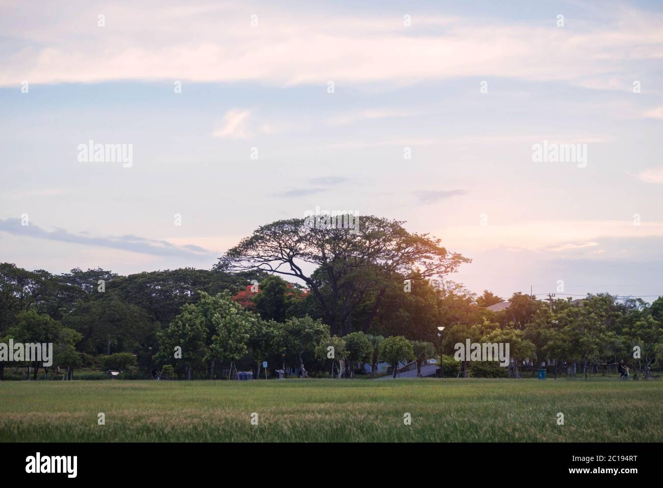 Lawn and trees with the sky Stock Photo - Alamy