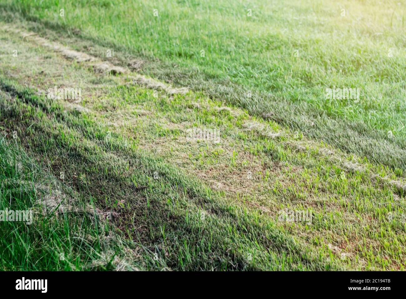 Grass cut into walkways Stock Photo - Alamy