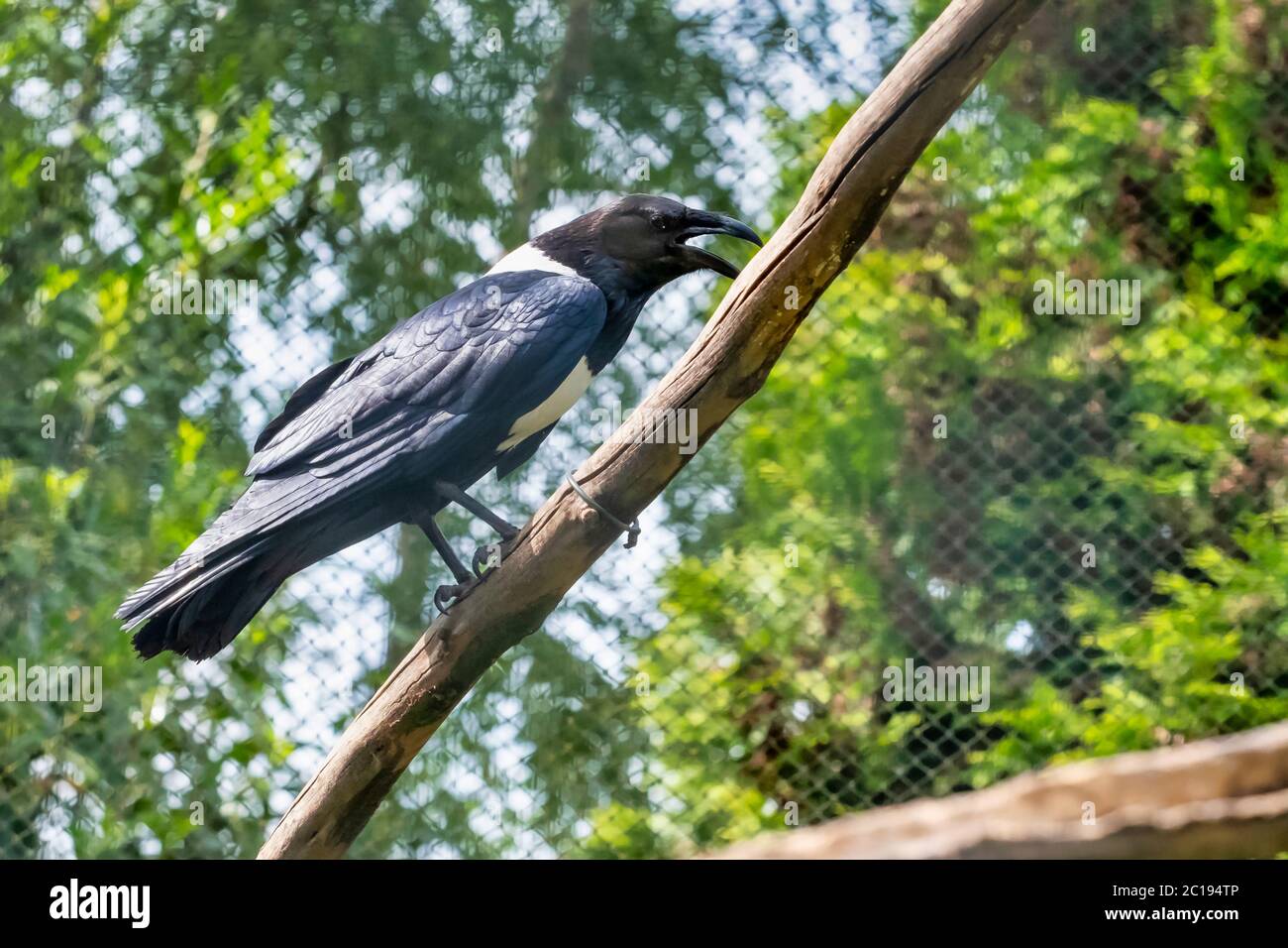 Pied Crow, Corvus albus, standing on a branch. Side view of adult bird ...