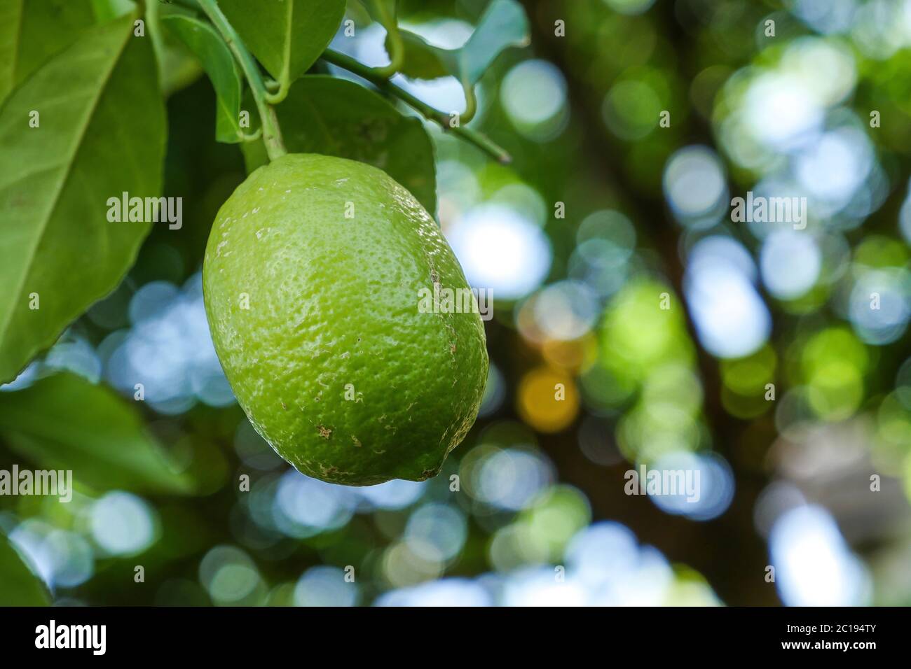 Lime trees with fresh limes and green leave Stock Photo - Alamy