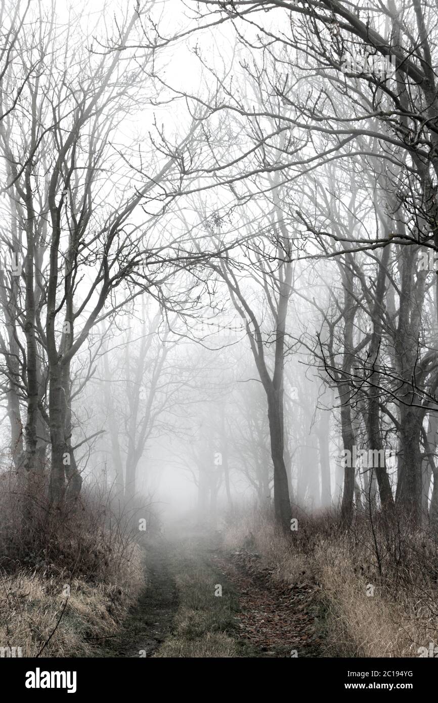 Alley in fog with silhouette of trees. Autumn trail. A path through a ...