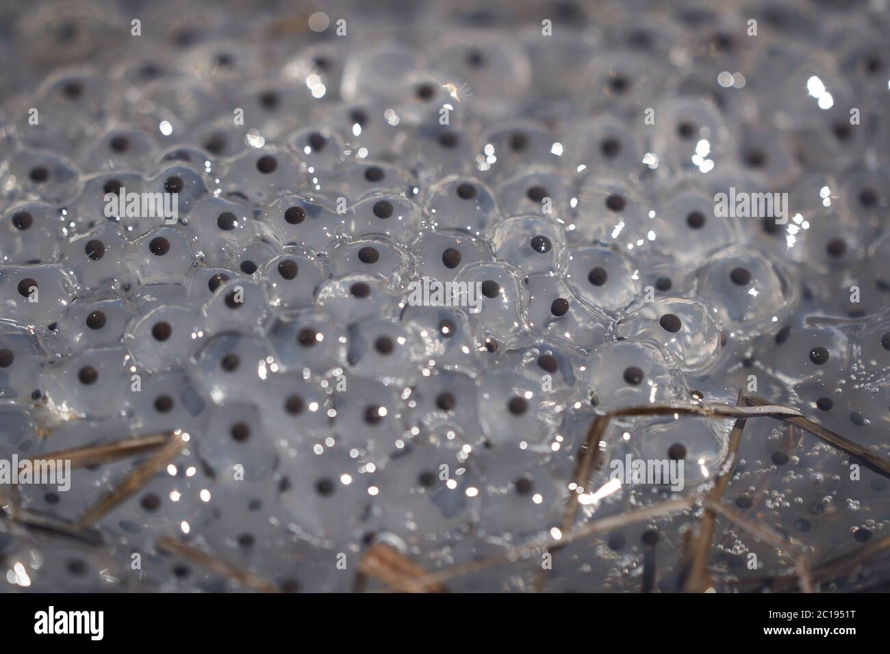 Frog Toad Spawn Texture Macro Bright Mountain Light Stock Photo - Alamy