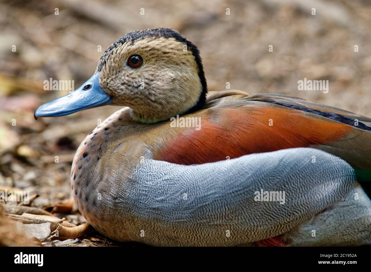 Ringed teal - Callonetta leucophrys Stock Photo - Alamy