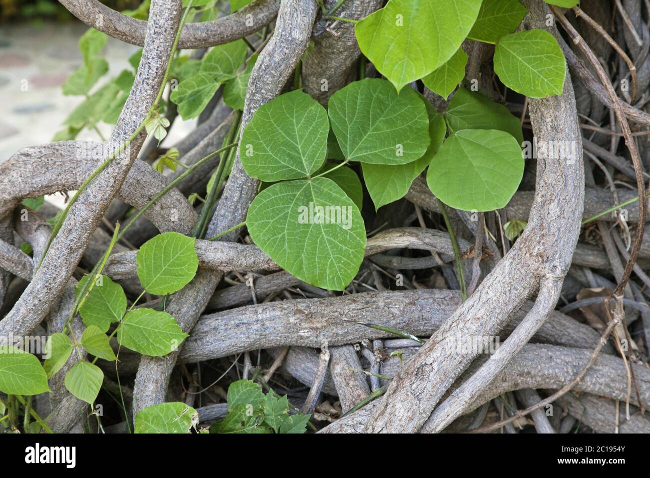 Creeper covered roots hi-res stock photography and images - Alamy