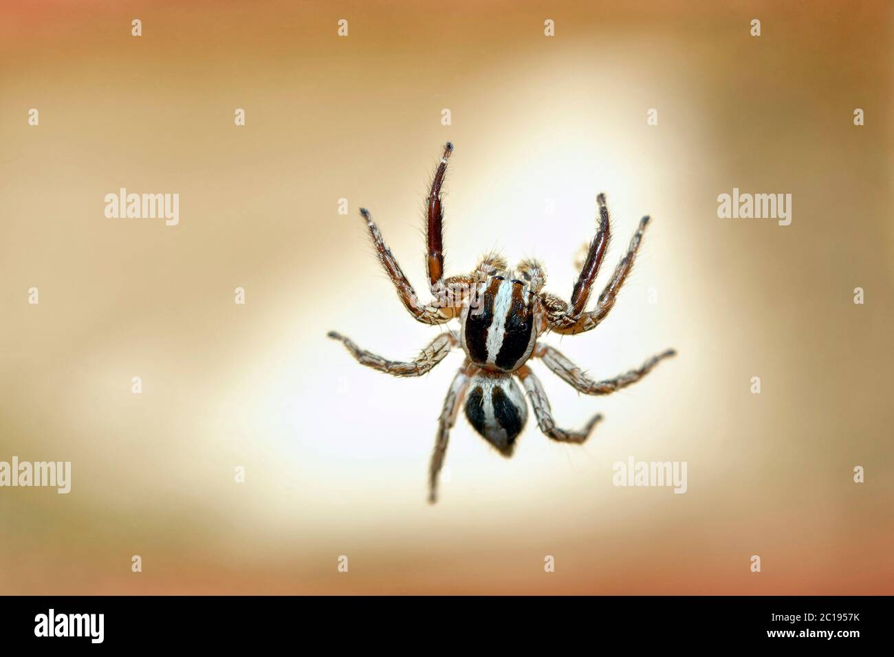 Jumping spider - Plexippus paykulli Stock Photo - Alamy