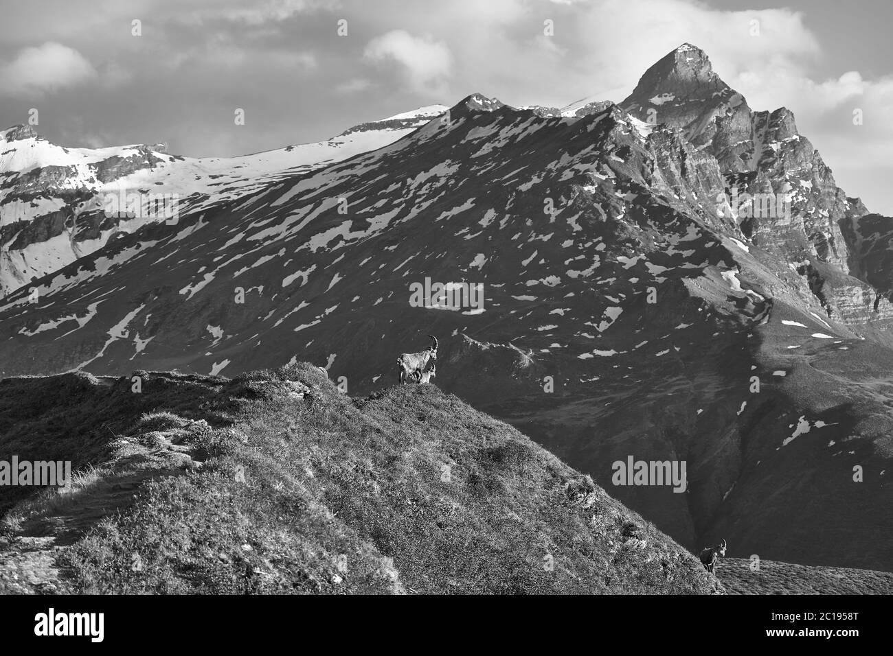 Capricorn Alpine Ibex Capra ibex Mountain Swiss Alps Black and White ...