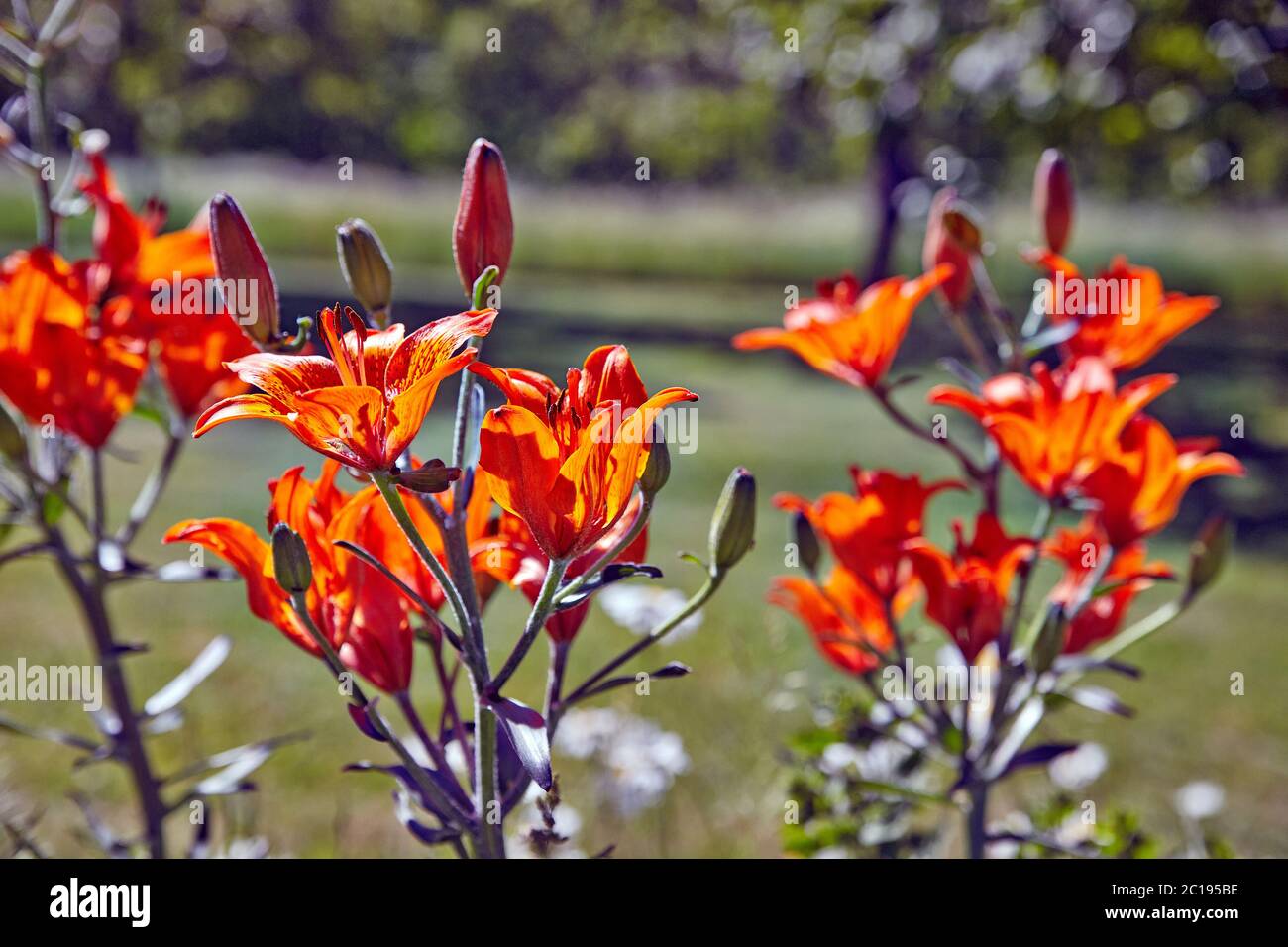 Lilium bulbiferum, (croceum) Orange Lily, Fire Lily, Lilies. In swedish ...