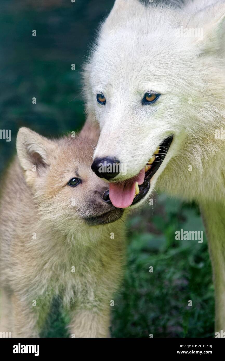 Arctic wolves hi-res stock photography and images - Alamy