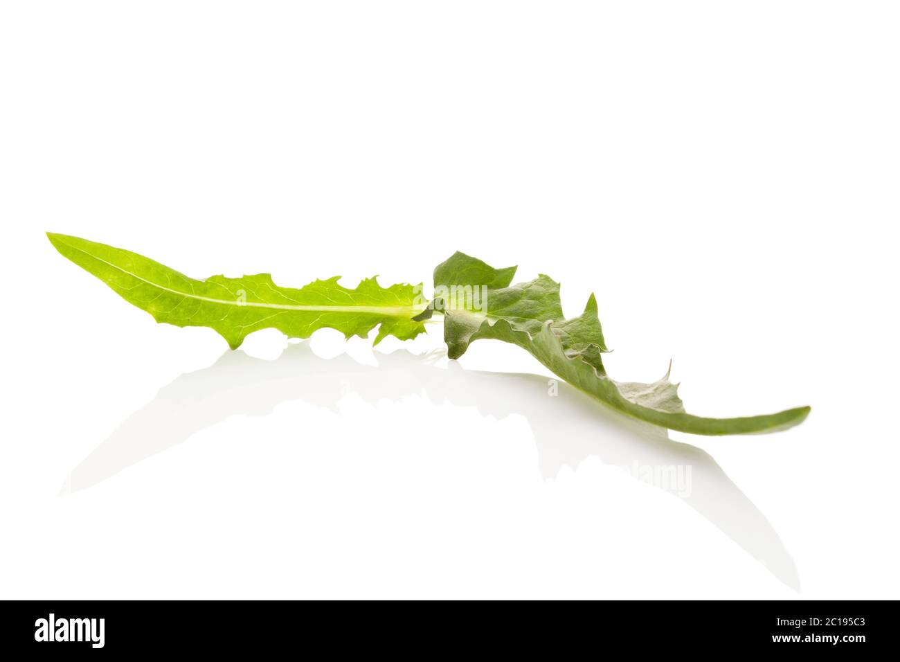 Common chicory leaf Stock Photo - Alamy