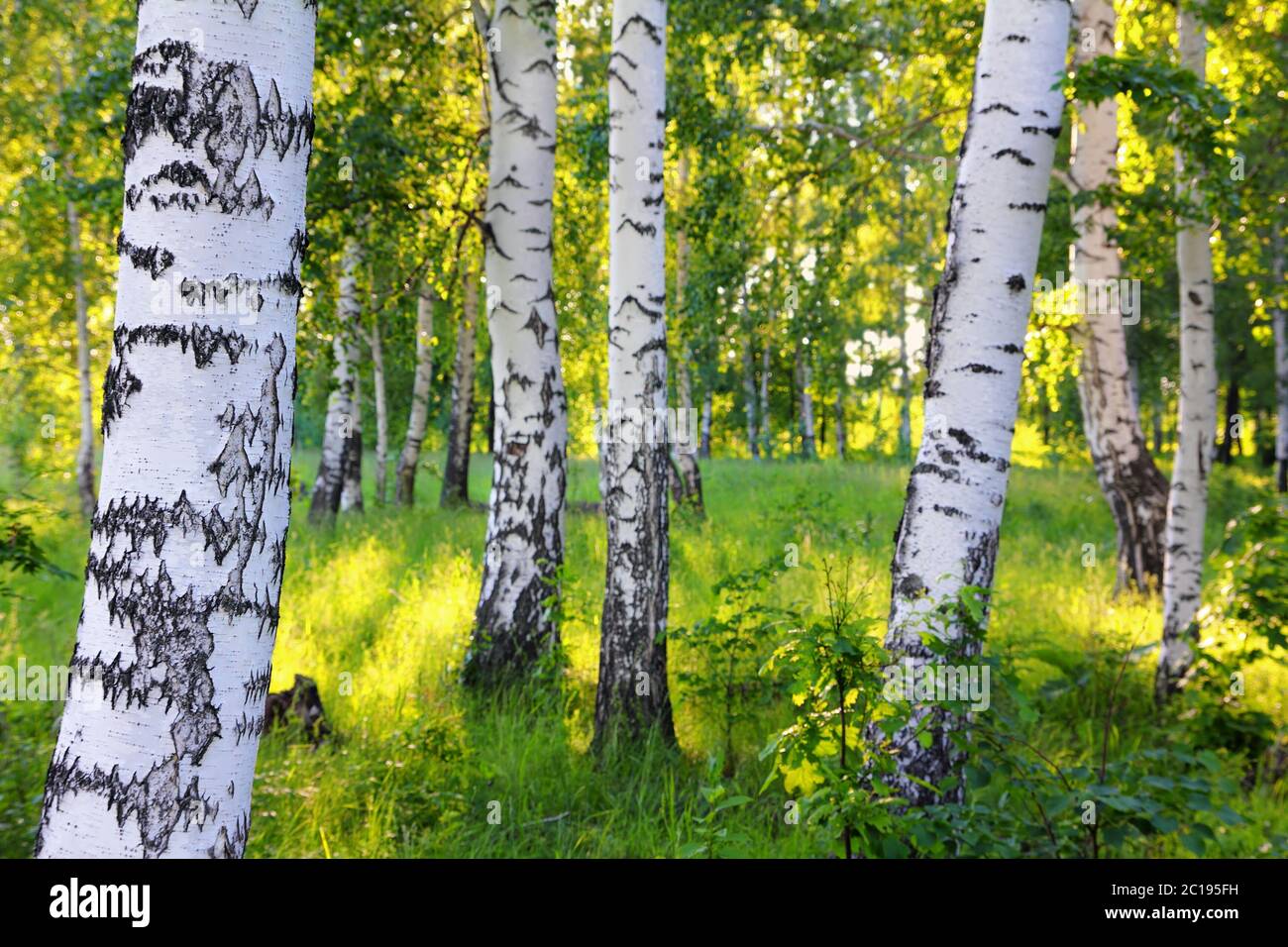 summer birch woods Stock Photo - Alamy