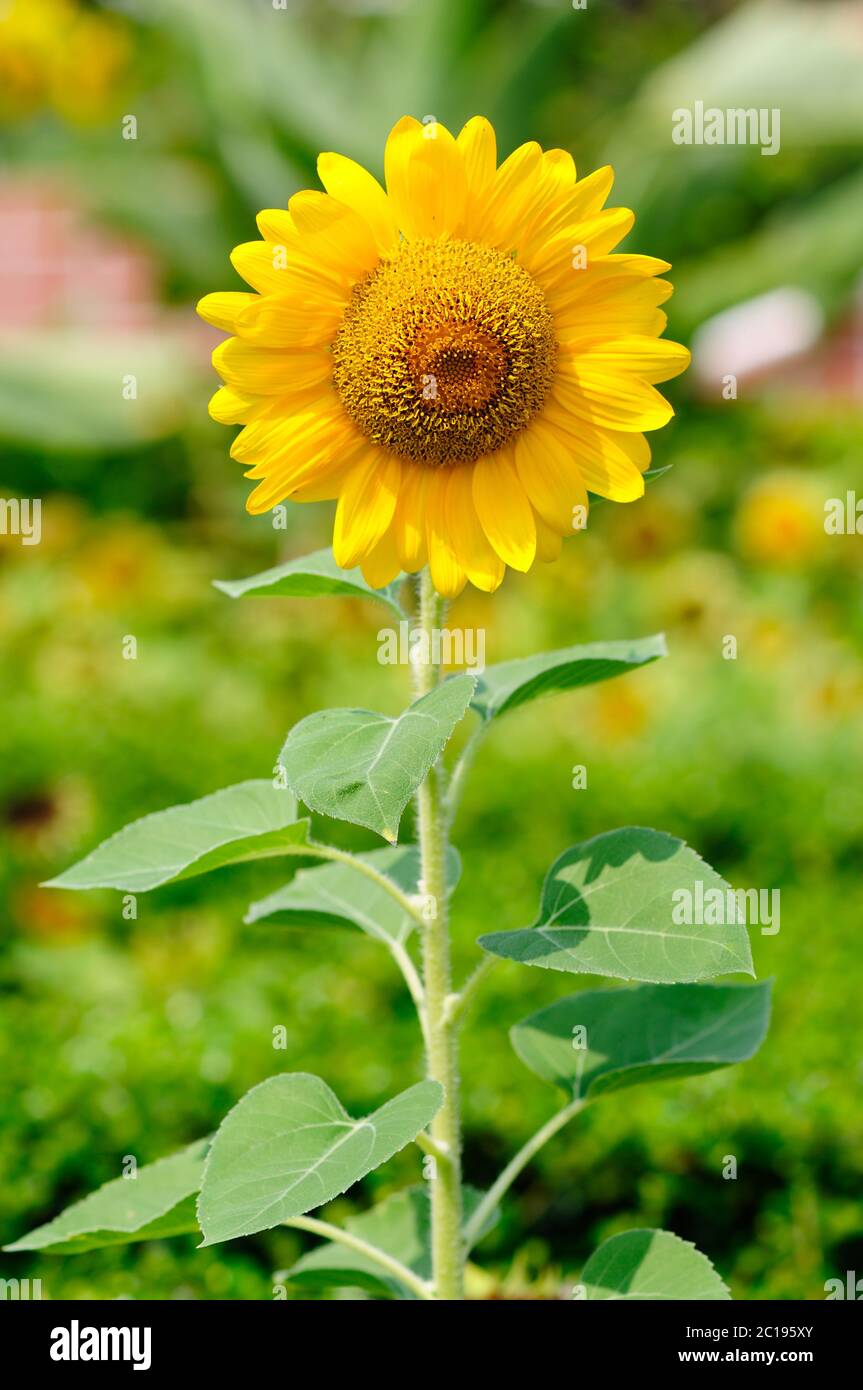 A Sunflower Under the Morning Sun Stock Photo - Alamy