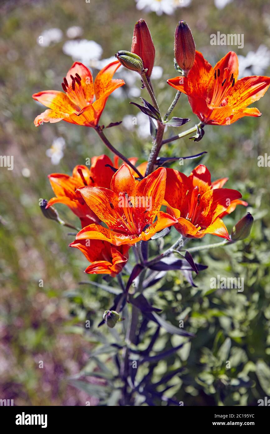 Lilium bulbiferum orange lily fire hi-res stock photography and images ...