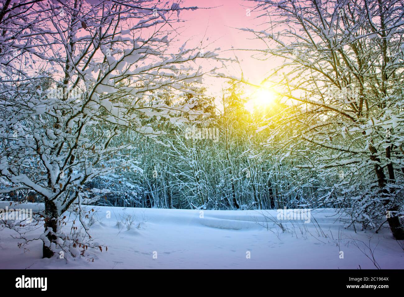 Landscape trees with sunset hi-res stock photography and images - Alamy