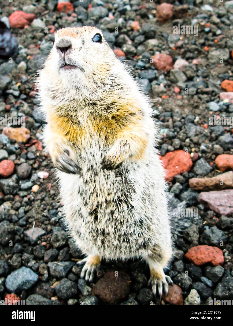 Standing gopher on the ground, Kamchatka Peninsula Russia Stock Photo ...