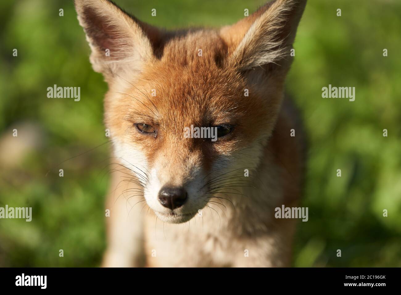 Red Fox Portrait Vulpes Vulpes Evening Sun Stock Photo - Alamy