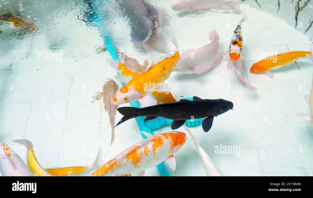 various fish of orange white and black colours swim in aquarium with ...