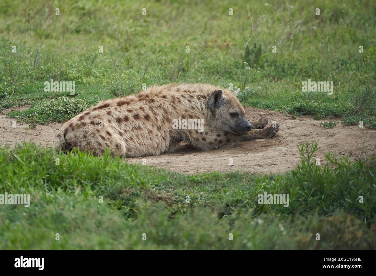 Spotted Hyaena Laughing Hyenas crocuta crocuta Safari Africa Stock ...