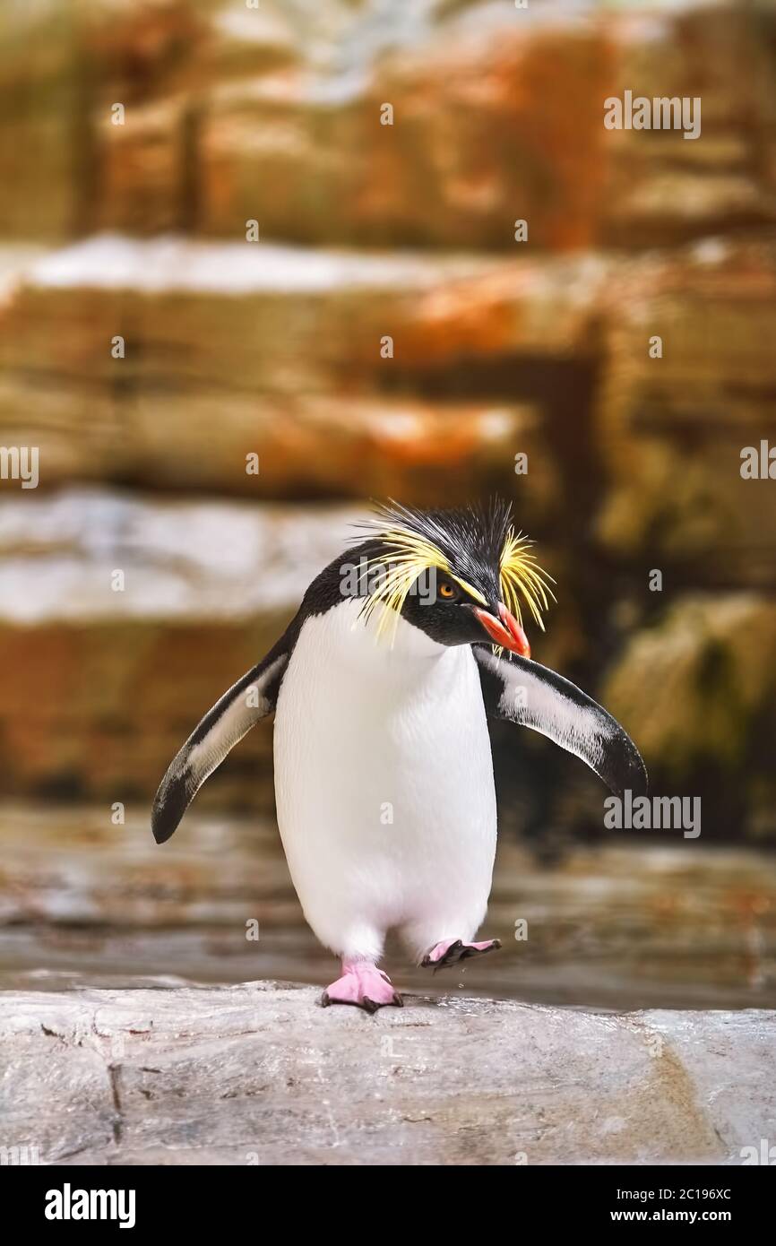 Southern Rockhopper Penguin Stock Photo - Alamy