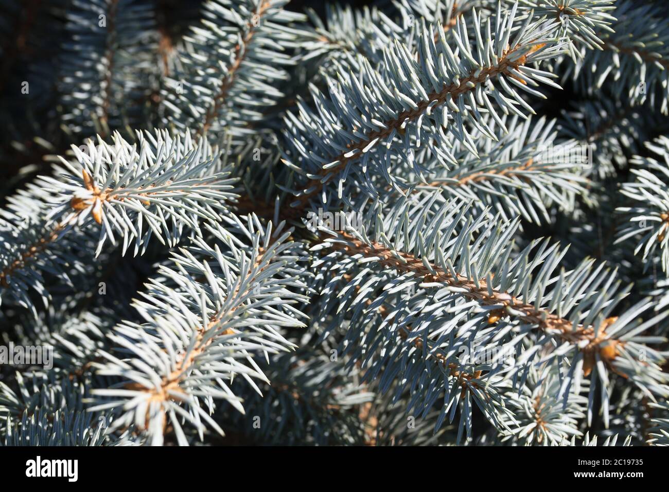 Conifer branches texture Stock Photo - Alamy