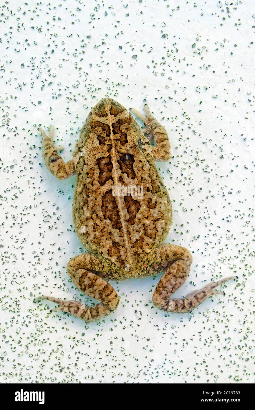 Amietophrynus gutturalis hi-res stock photography and images - Alamy