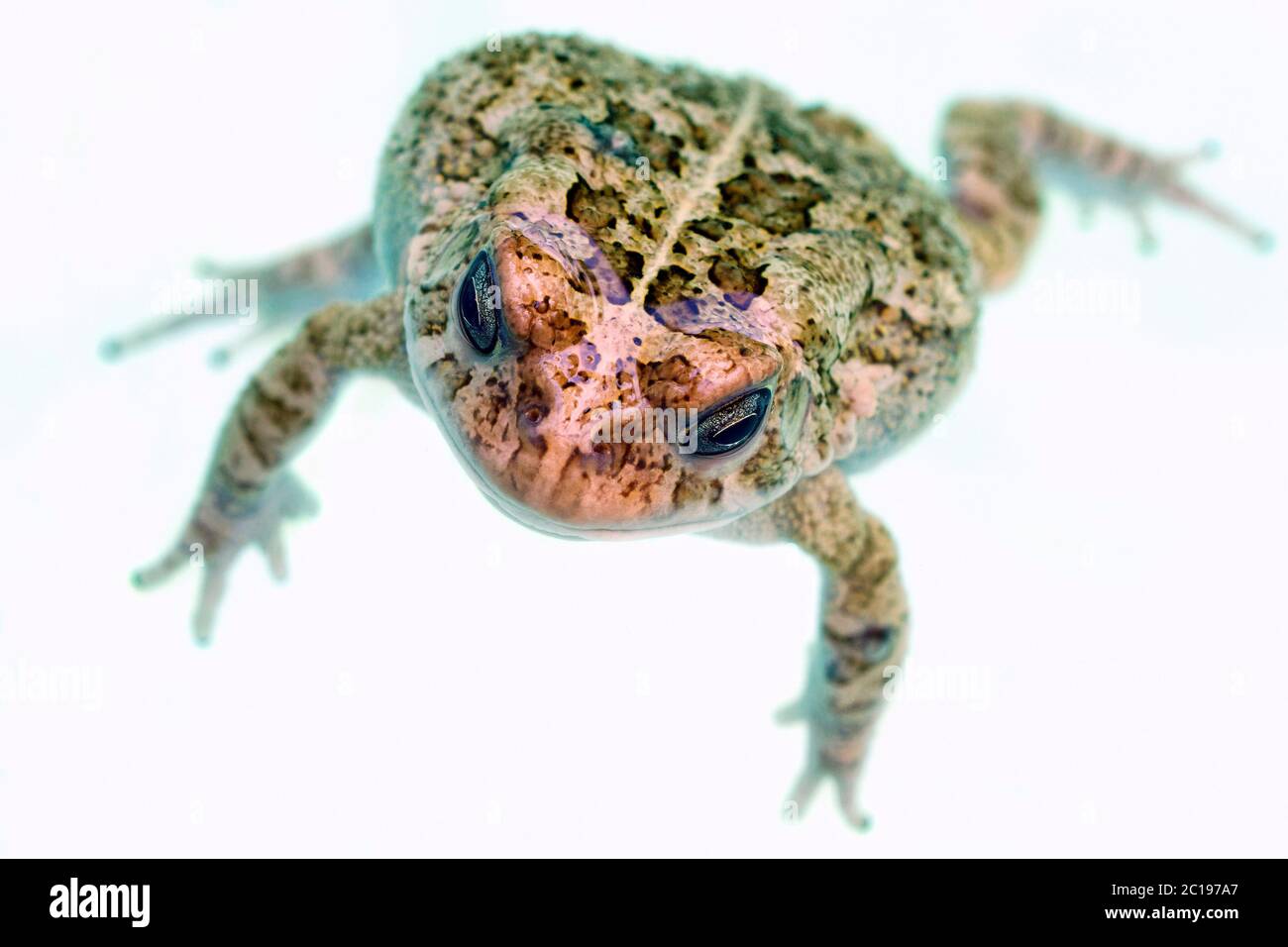 African common toad hi-res stock photography and images - Alamy