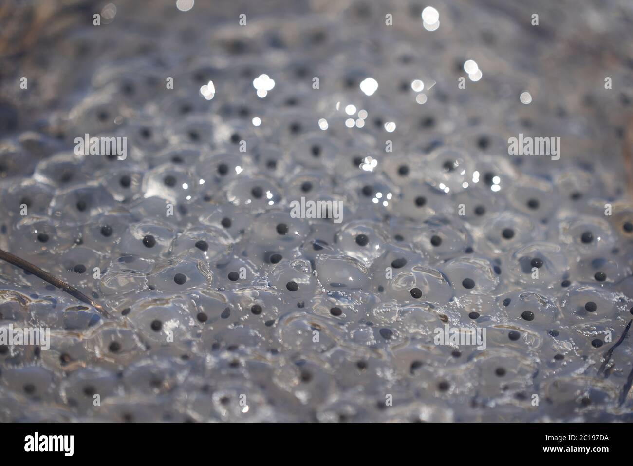 Rana temporaria spawn eggs tadpole spring water hi-res stock ...