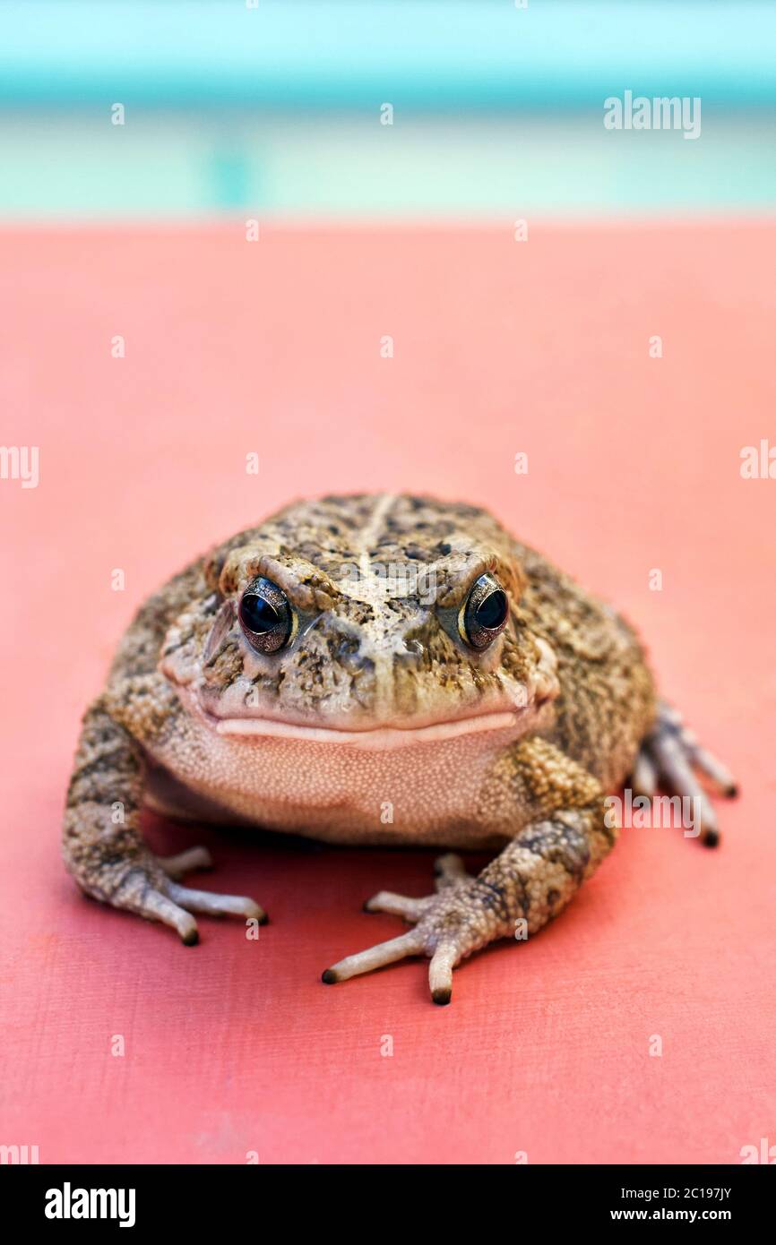 Amietophrynus gutturalis hi-res stock photography and images - Alamy